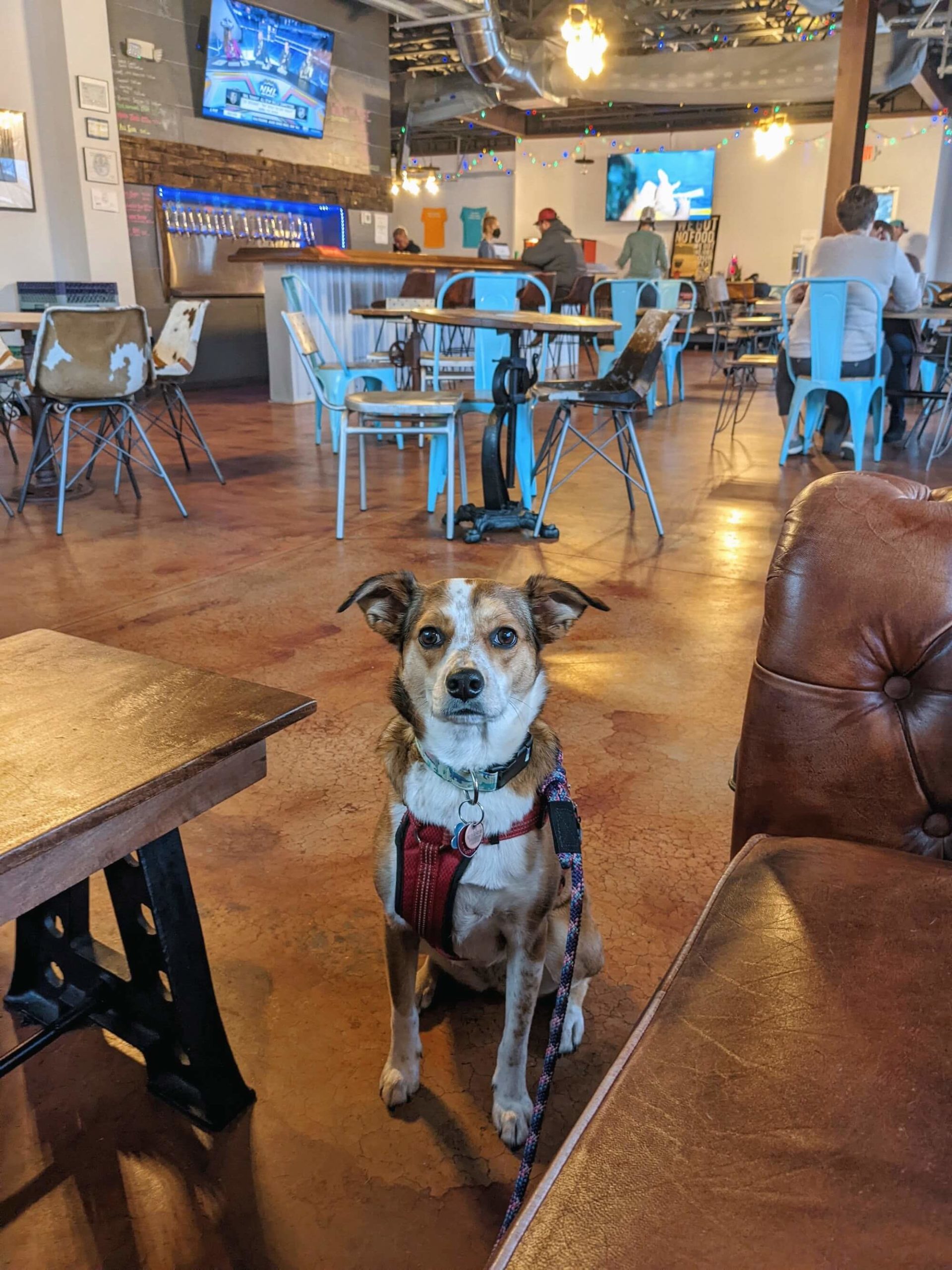 Double Stamp Brewery - Dog Friendly Geenville